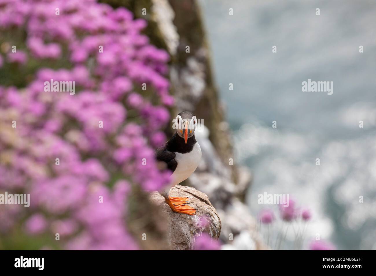 Puffin rspb fowlsheugh hi-res stock photography and images - Alamy