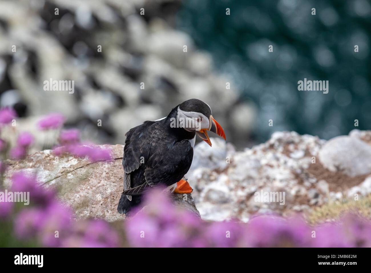 Puffins, RSPB Fowlsheugh, Aberdeenshire, Scotland Stock Photo - Alamy
