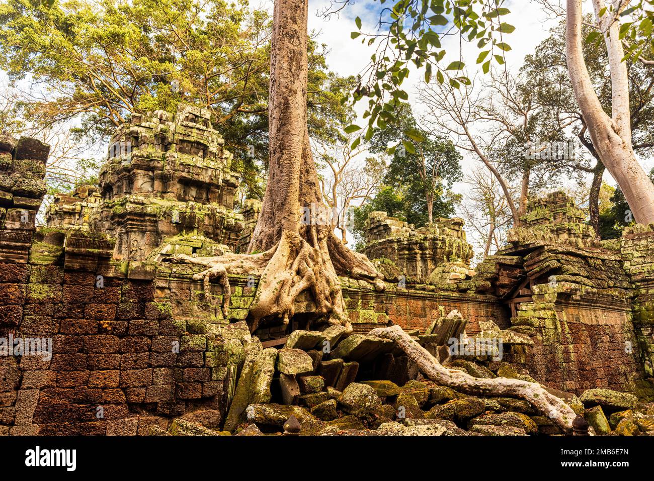 Roots of a giant tree growing over the ancient ruins of Ta Prohm temple ...