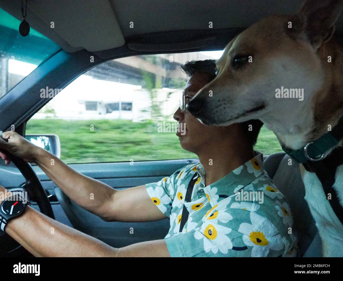 Man driving with dog Stock Photo - Alamy