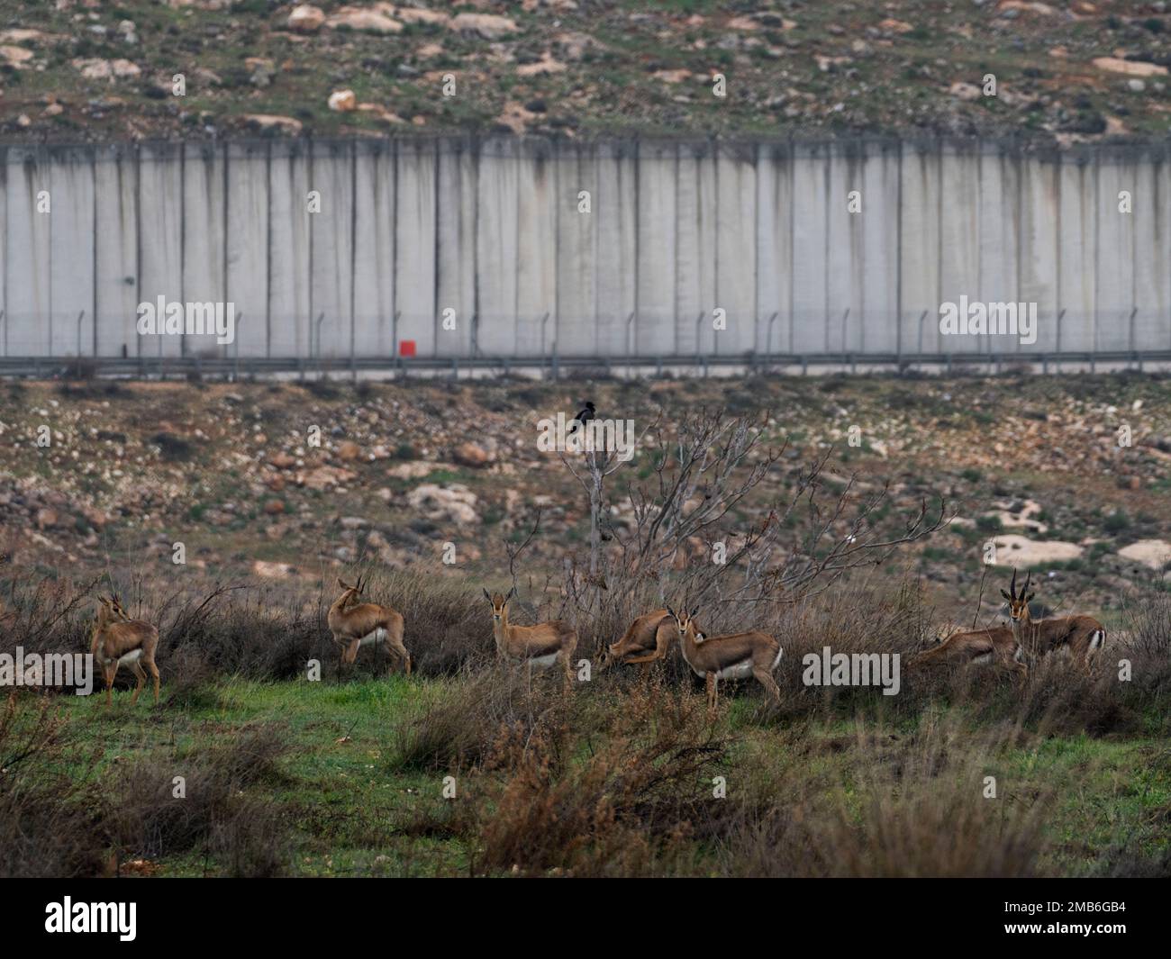 Deer graze next to section of Israel's separation barrier between ...