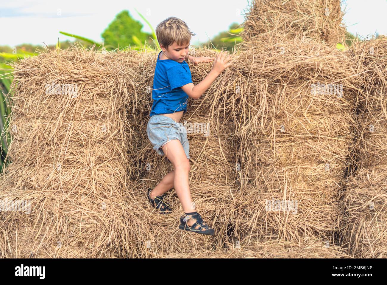Boy blue t-shirt smile play climbs on down haystack bales of dry hay ...