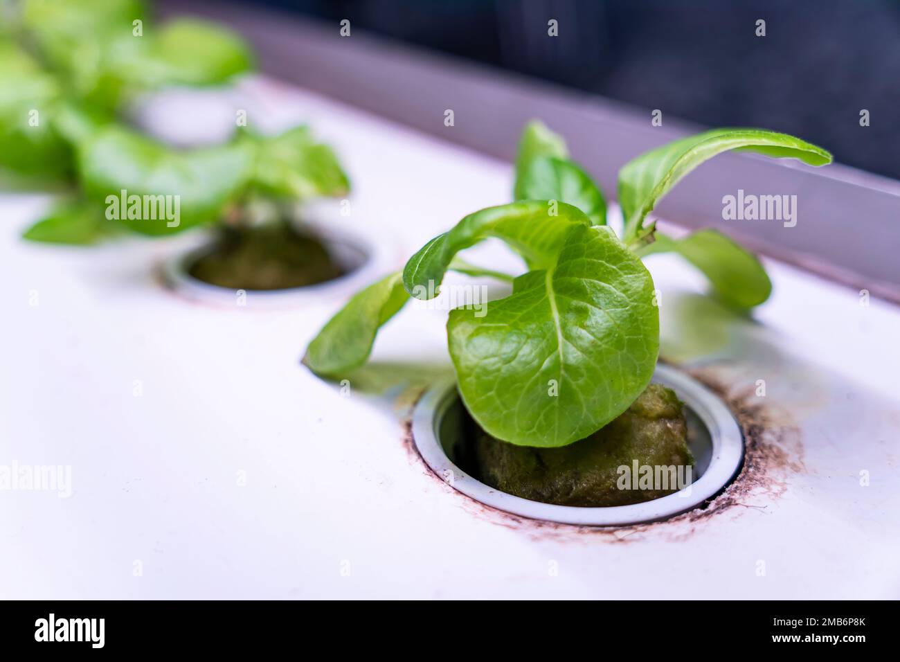 Laboratory biology experiments with green plants, educational science ...