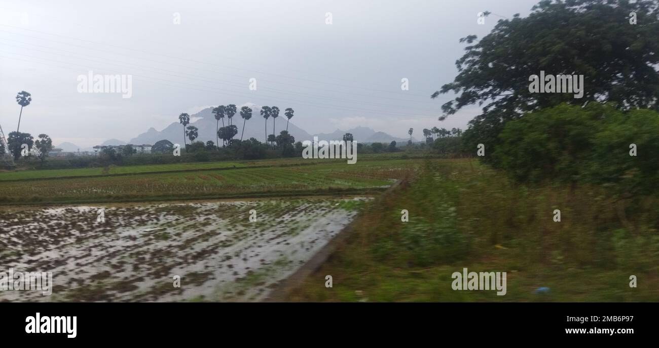 An aerial view of greenery field surrounded by dense trees Stock Photo ...