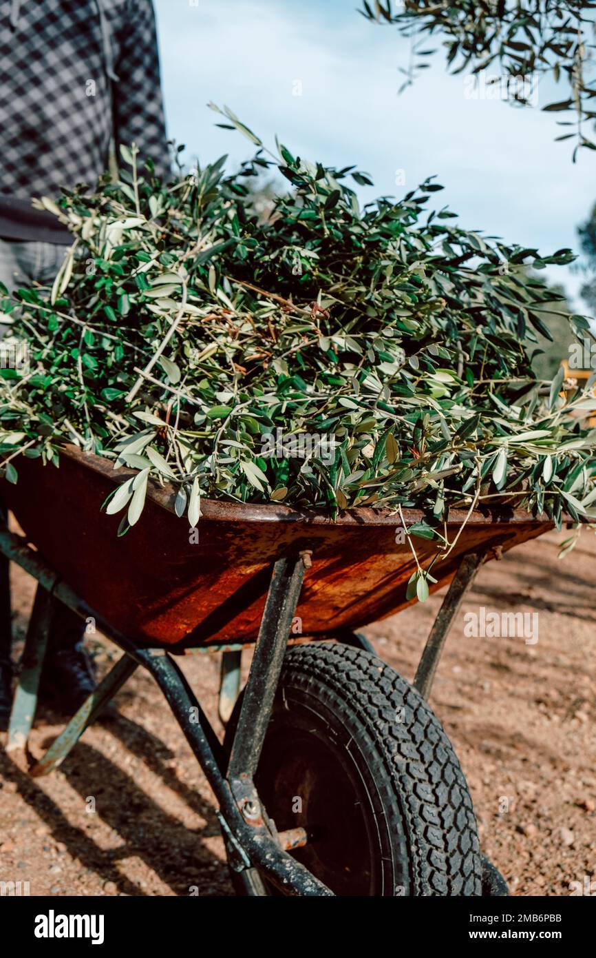 closeup of a farmer man pushing a rusty wheelbarrow full of branches ...