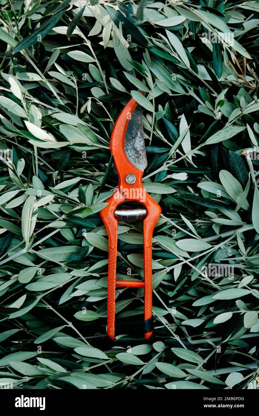 high angle view of a pair of orange pruning shears on a pile of olive ...