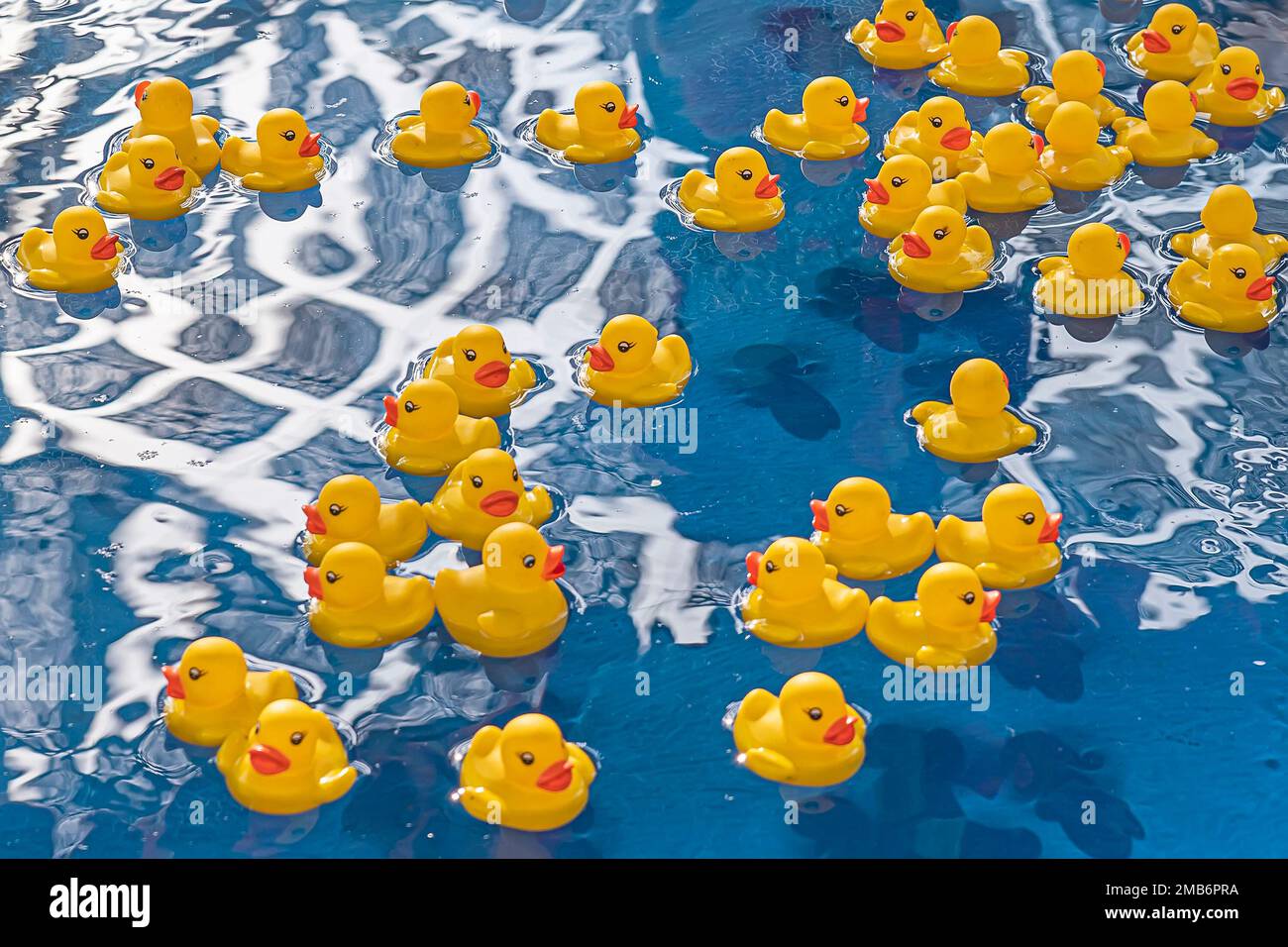 Baby ducks in swimming pool hi-res stock photography and images - Alamy