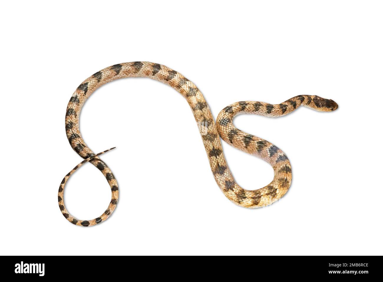 a venomous striped snake is isolated on a white background Stock Photo ...