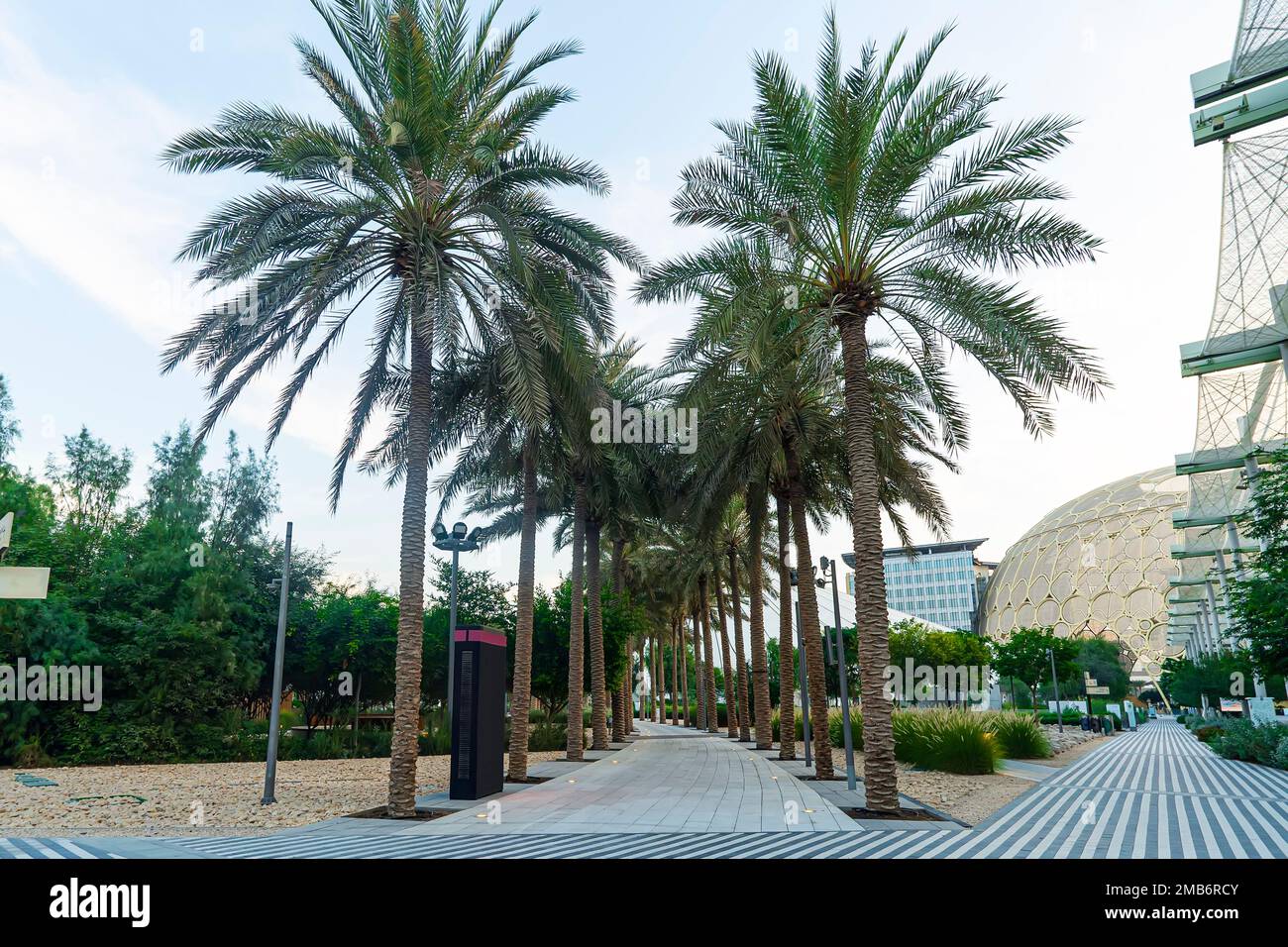 Beautiful park alley with green palm trees in the summer season ...
