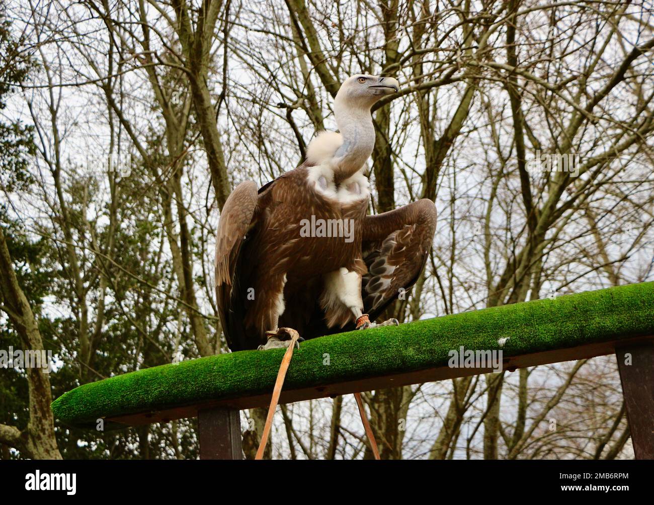 Eurasian griffon vulture Gyps fulvus on a perch during a display at ...