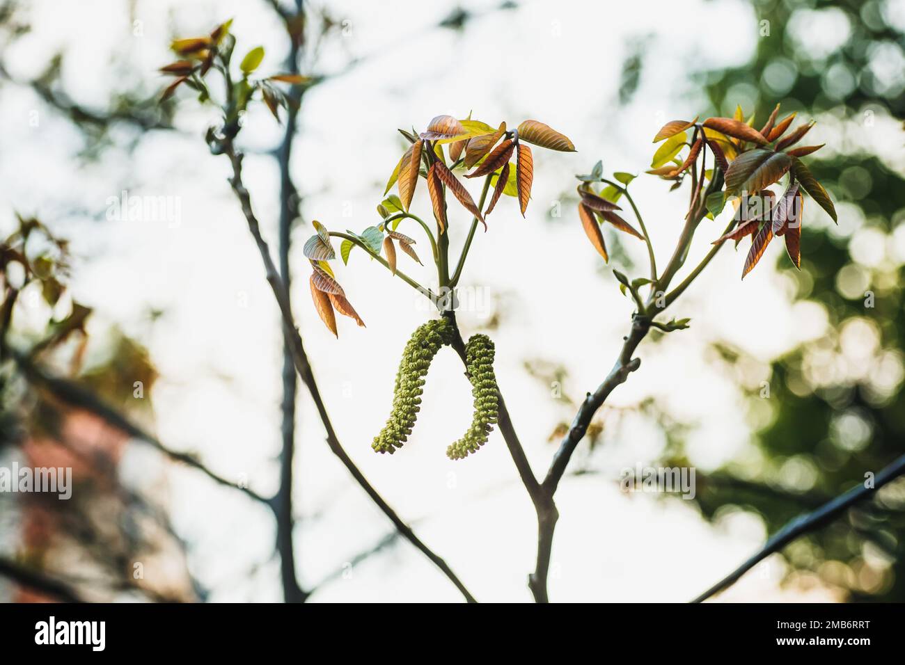 Walnut blooms. Walnuts young leaves and inflorescence on a city ...