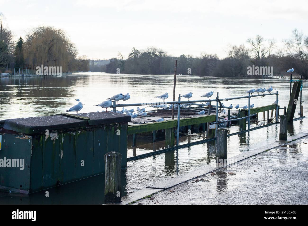 Marlow, Buckinghamshire, UK. 20th January, 2023. Gulls gather by the ...