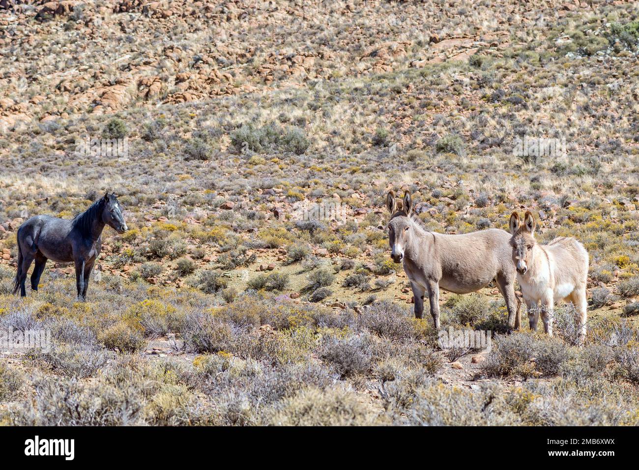 A black horse and two donkeys in a typical Karoo landscape, on the ...