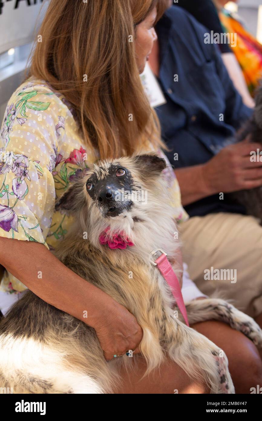 Canine contestants and their handlers await the start of judging at the ...