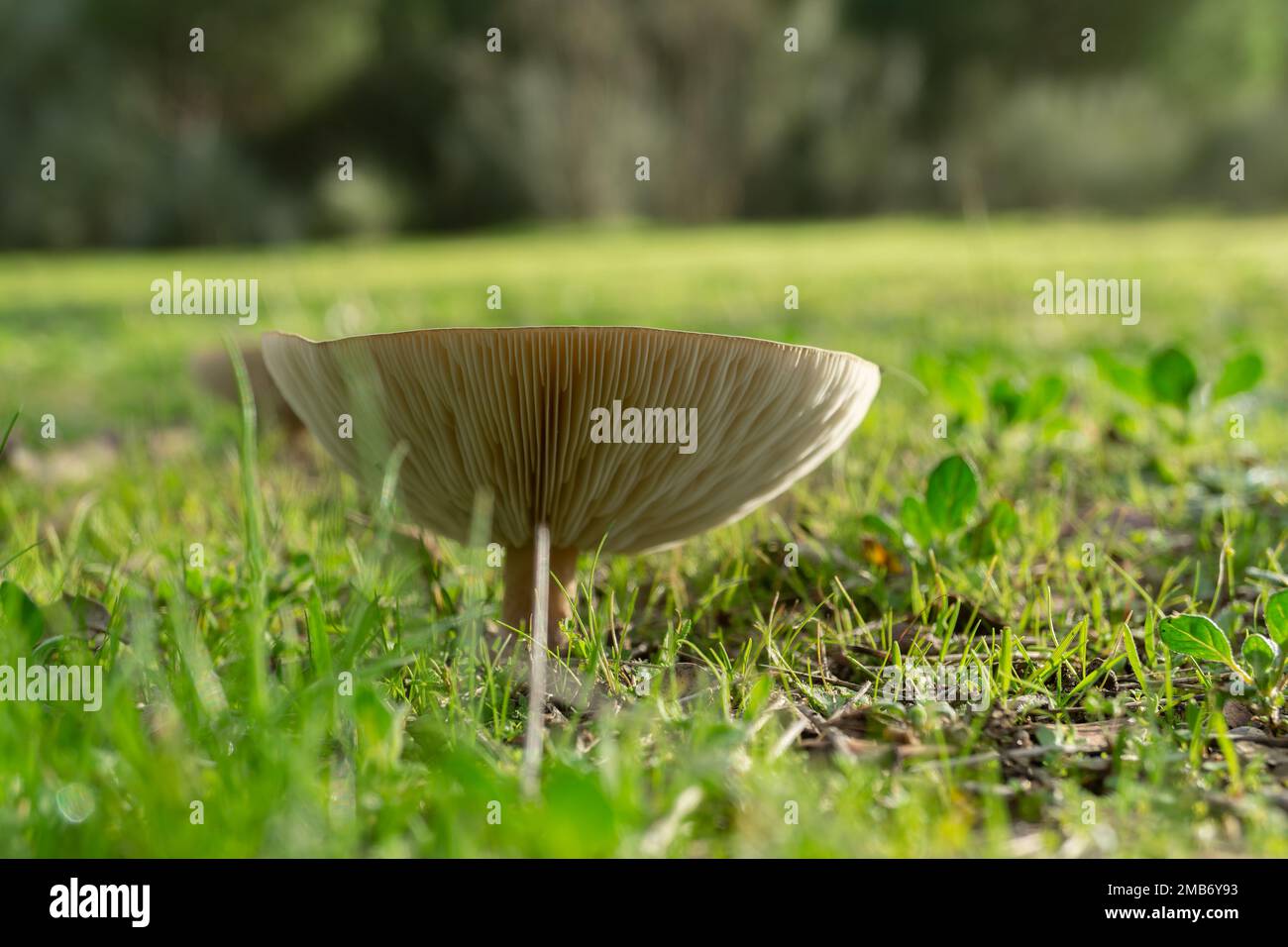 Close up of the bottom of a mushroom there are hi-res stock photography ...
