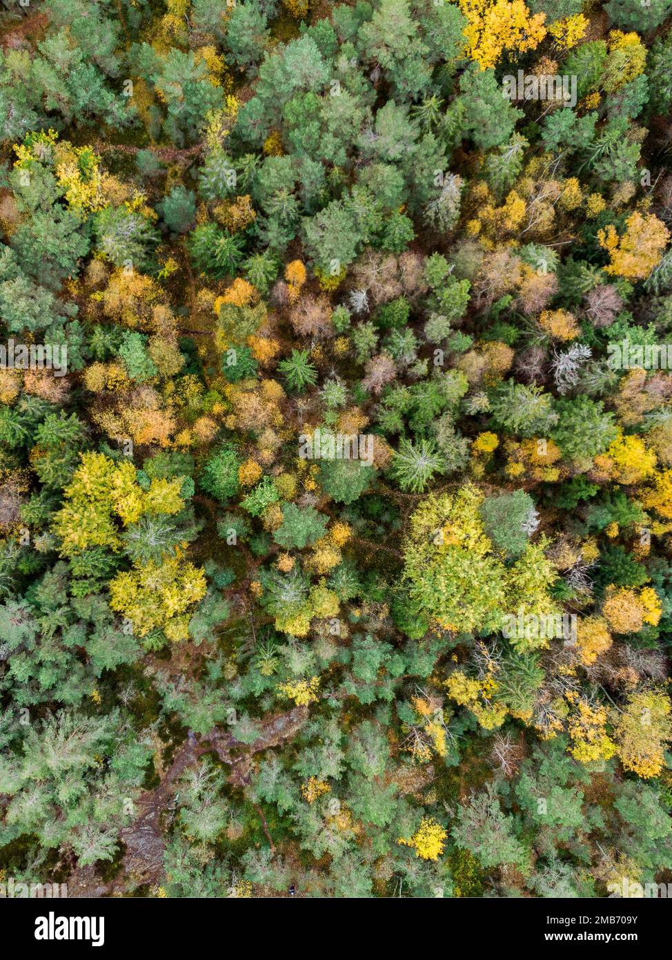 A vertical and top shot of the trees in the forest Stock Photo - Alamy