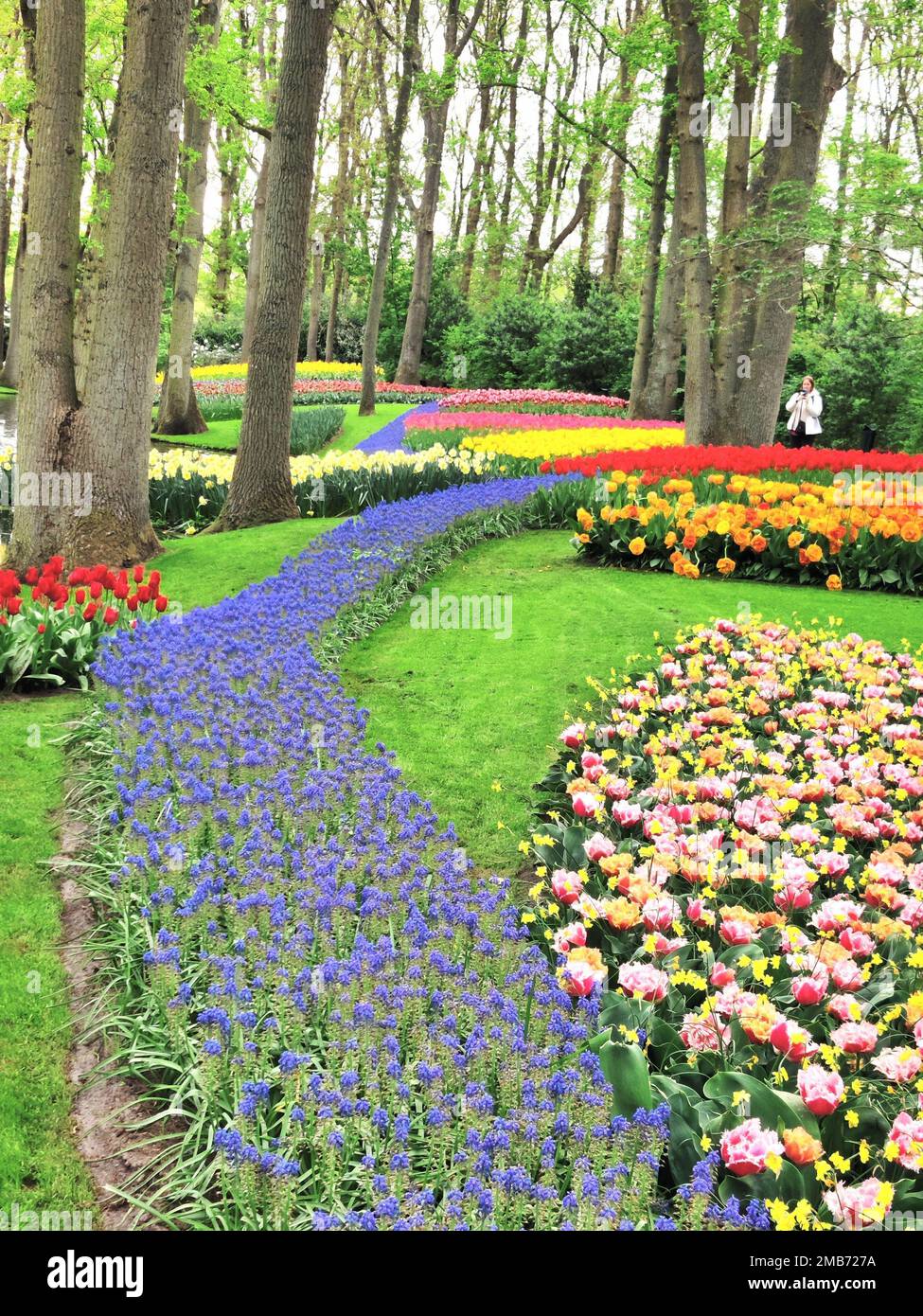 A vertical shot of the colorful flowers in Keukenhof Gardens. Lisse ...