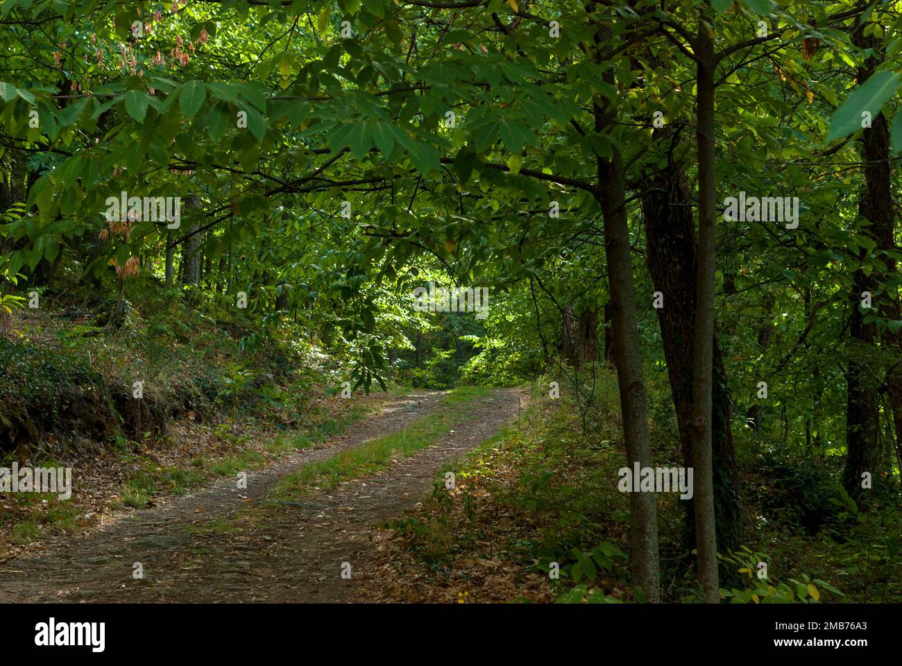 Path with a lot of shade to walk in cool summer in the middle of the ...