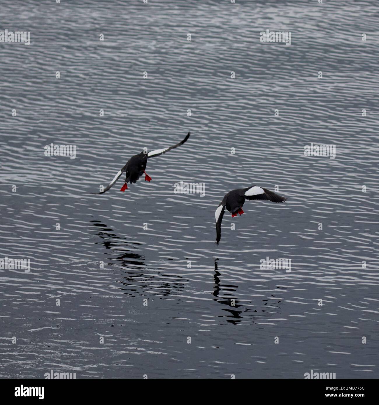 Black Guillemots, Oban, Scotland Stock Photo - Alamy