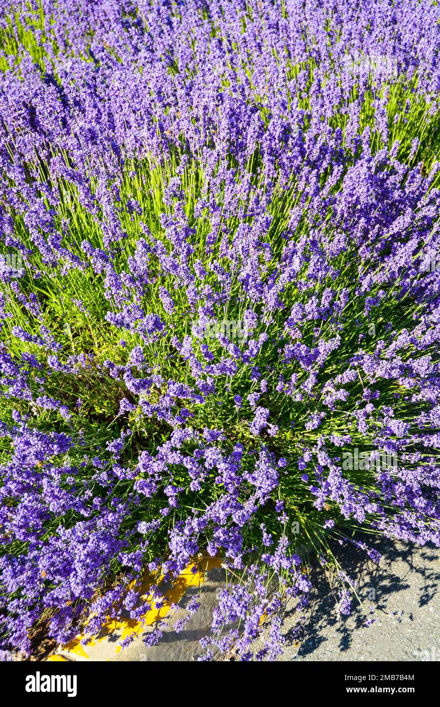 Bright lilac hi-res stock photography and images - Alamy
