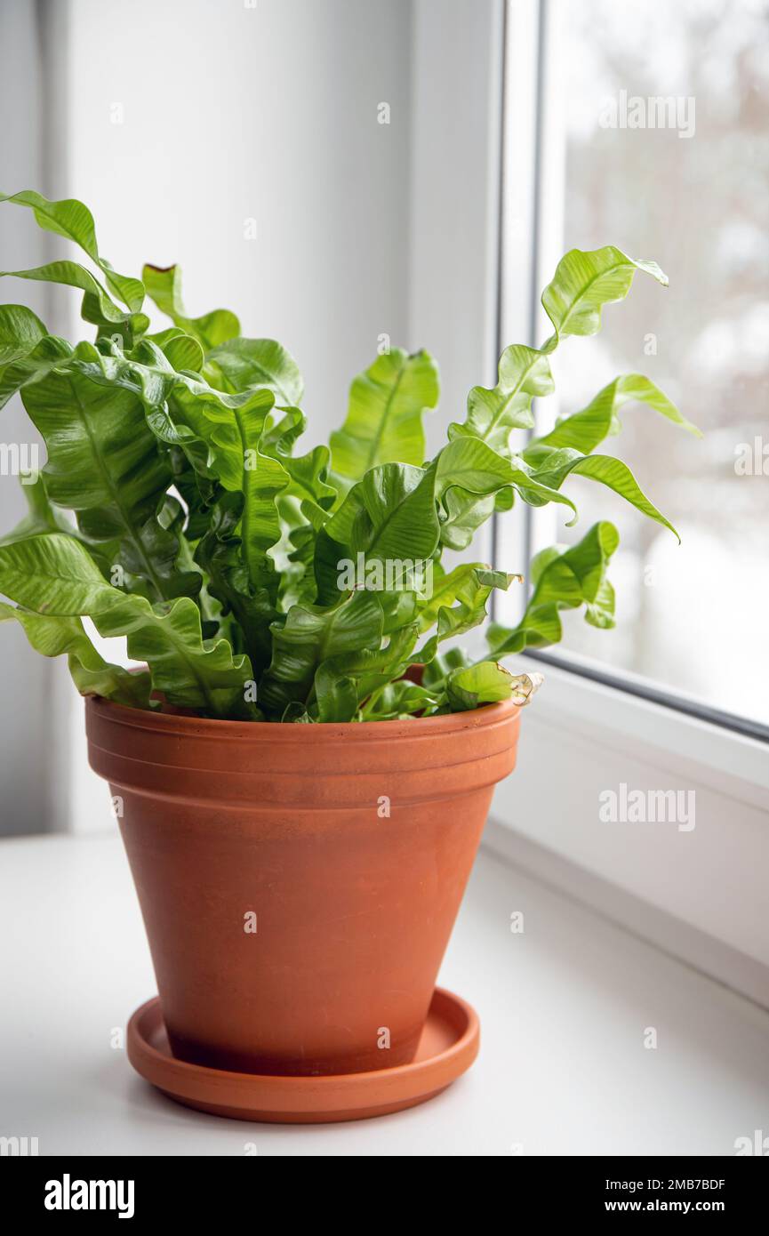 Houseplant The Bird's Nest Fern or Asplenium nidus the newer cultivar ...