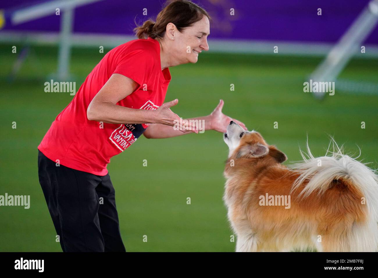 Emma, the Australian Shepard, competes in the Masters Agility ...