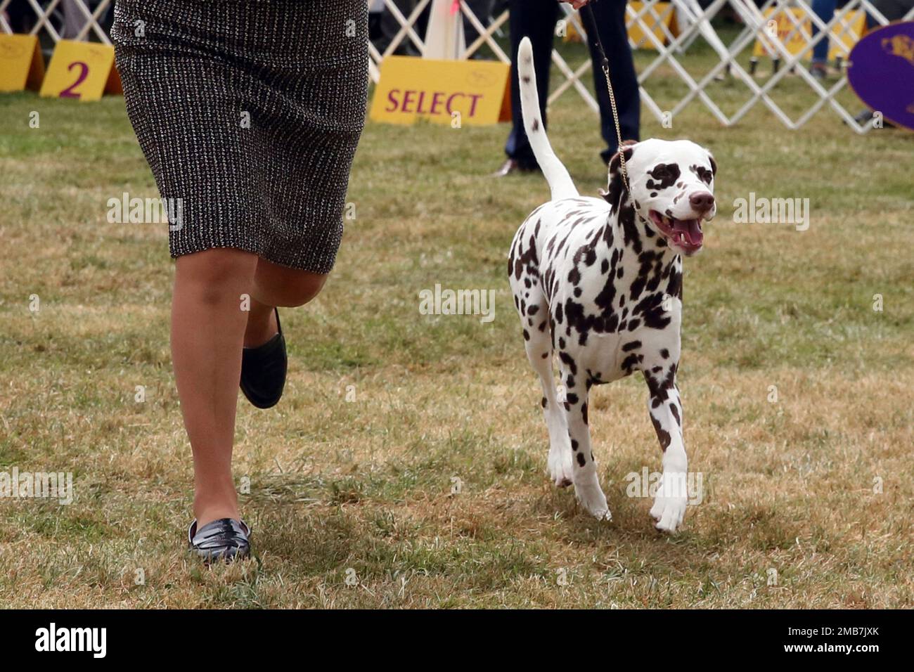 A Dalmatian competes at the Westminster Kennel Club Dog Show, Tuesday ...