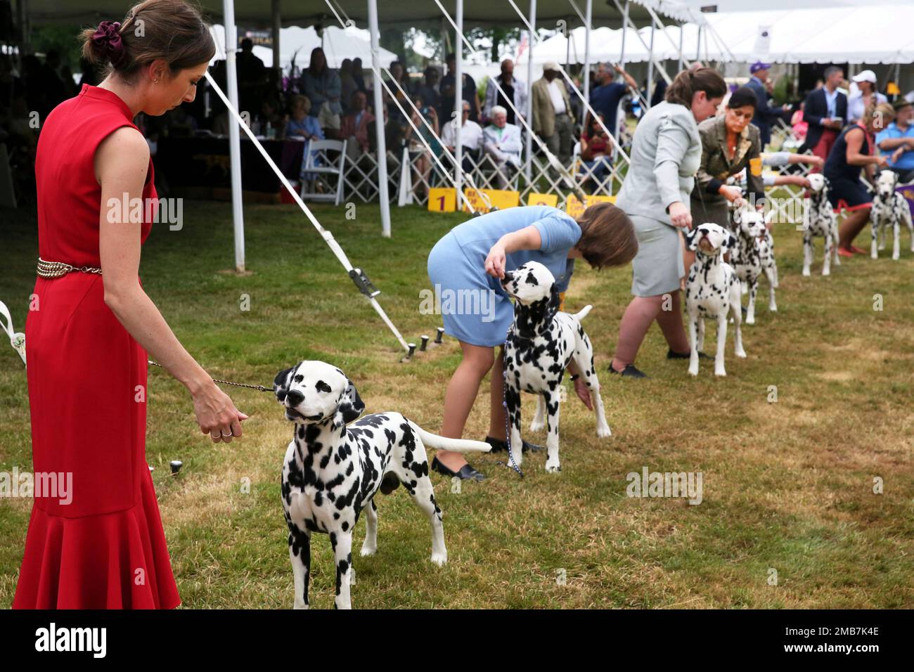 Dalmatians compete at the Westminster Kennel Club Dog Show, Tuesday ...