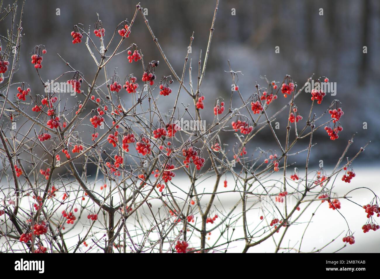 Rowan plant hi-res stock photography and images - Alamy