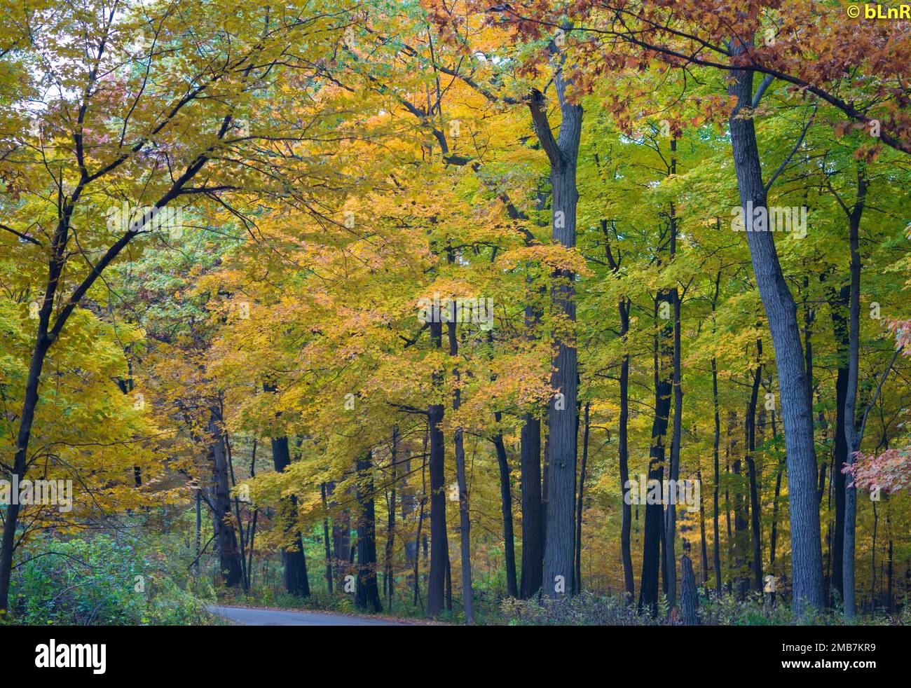 A walkway in a local park surrounded by the beautiful yellow trees ...