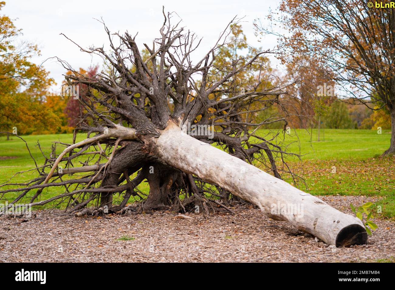An old dried fallen tree with the green field and the autumn forest in ...