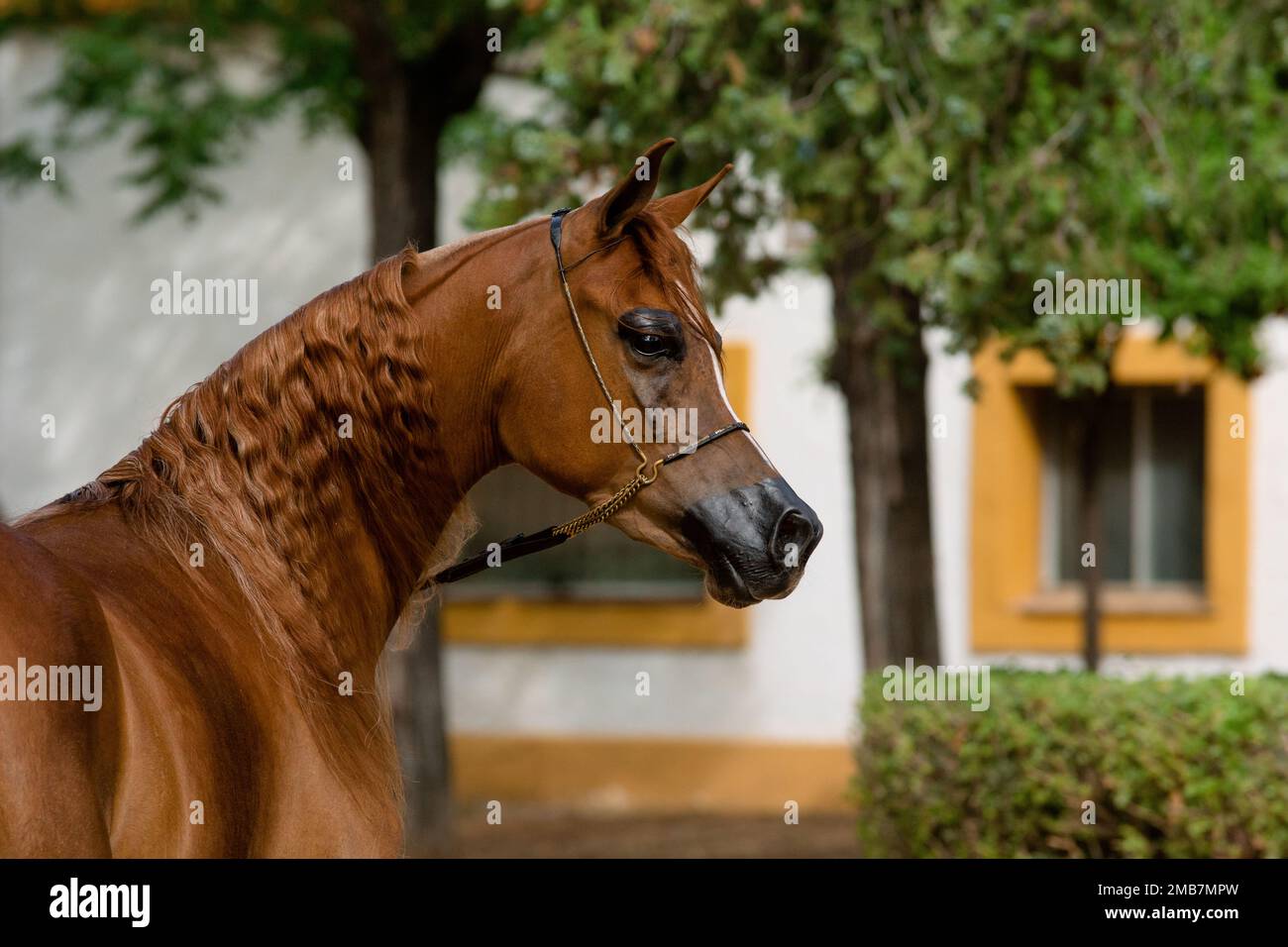 Face portrait of a beautiful chestnut Arabian mare with a gorgeous wavy ...