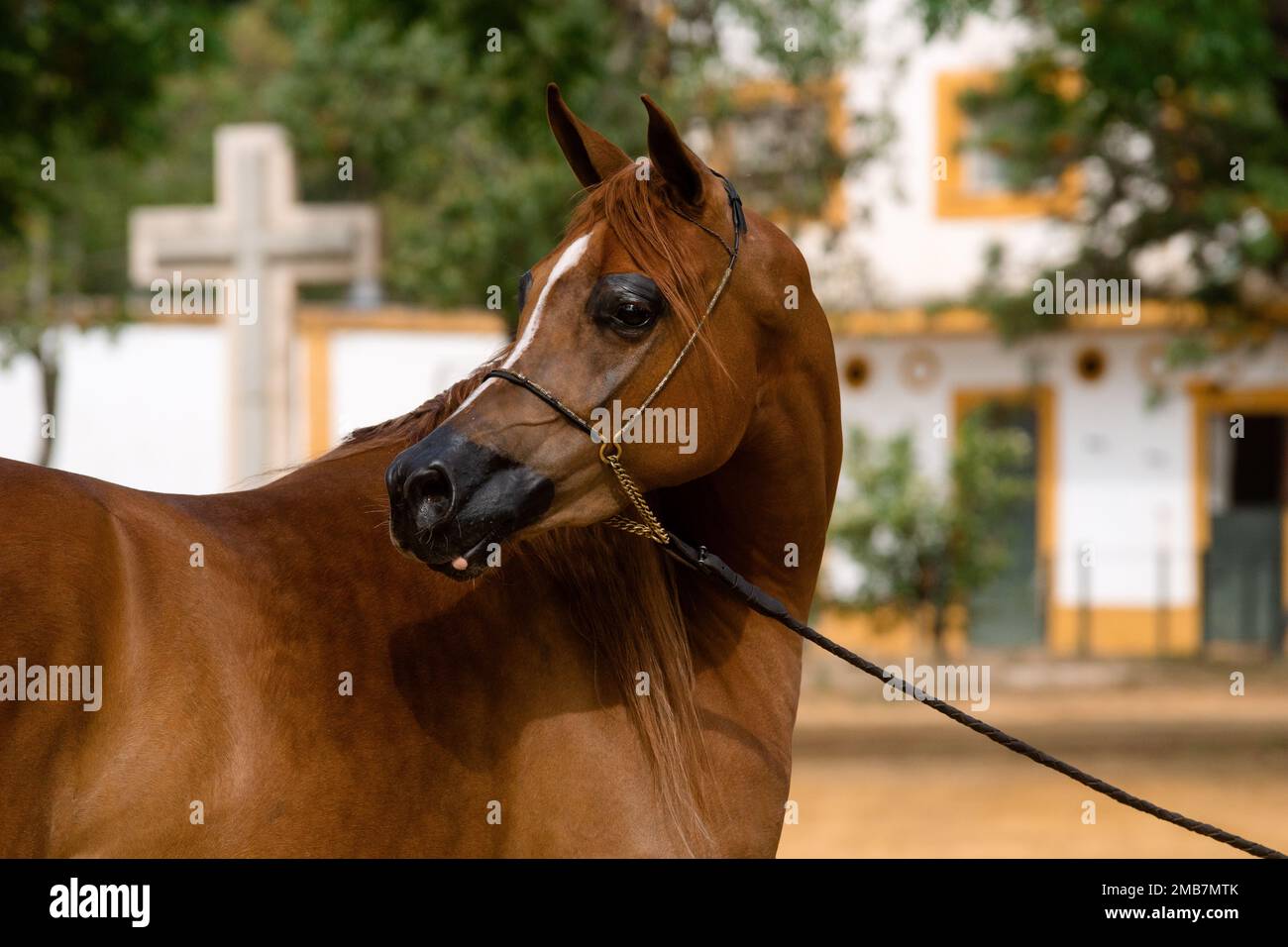 Face portrait of a beautiful chestnut Arabian mare looking back Stock ...