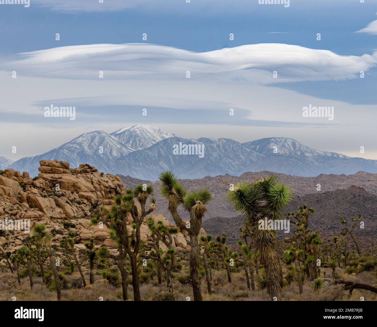A landscape of joshua trees in a park under the sunlight and a blue sky ...