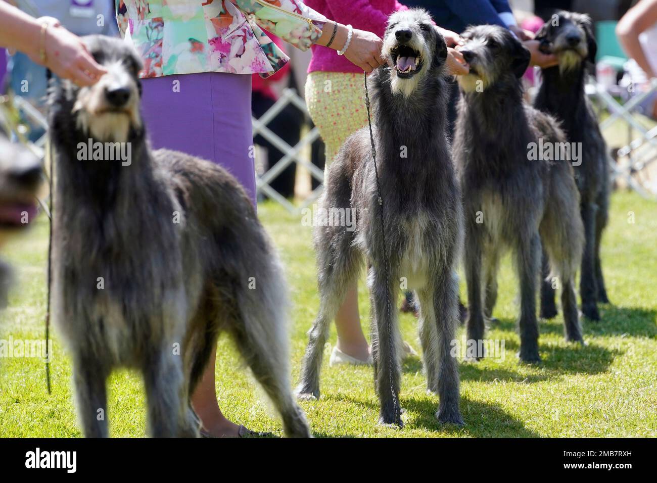 Scottish deerhounds are shown in the ring during the 146th Westminster ...