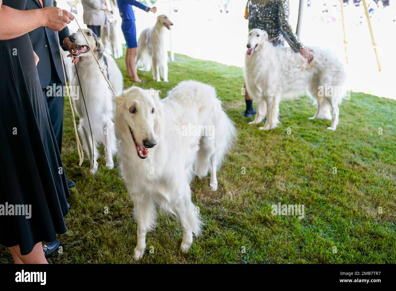 Borzois wait to compete in the ring during the 146th Westminster Kennel ...