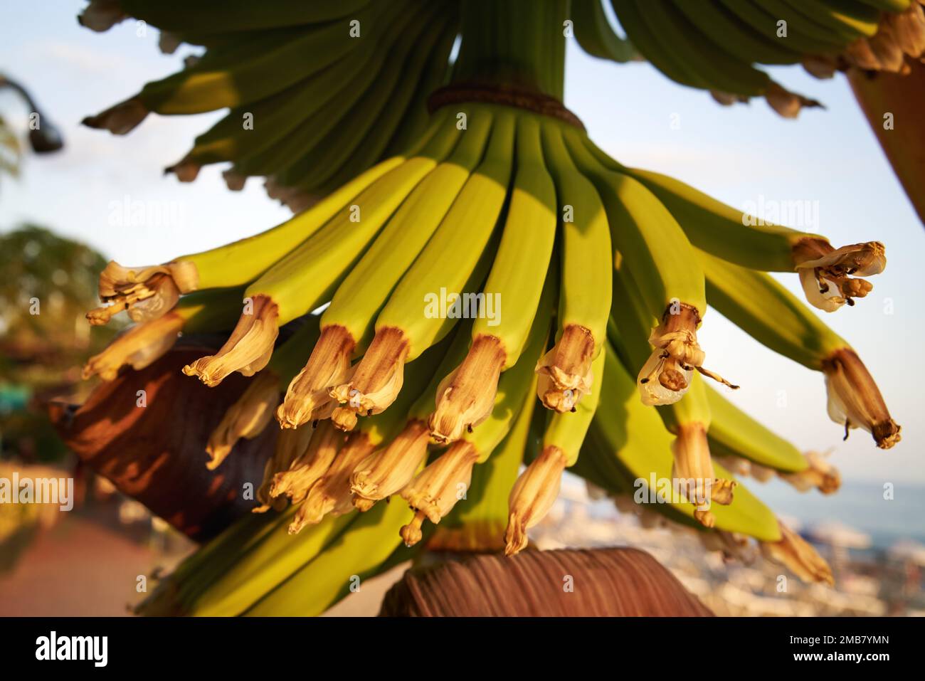 Fresh banana plant growing outdoors in evening sunlight, with a beach ...
