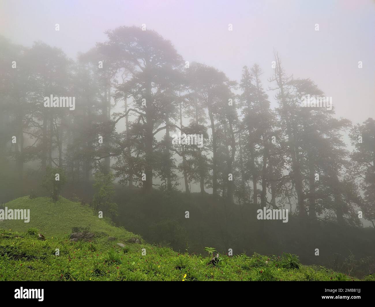 The forest trees covered by clouds and mist Stock Photo - Alamy