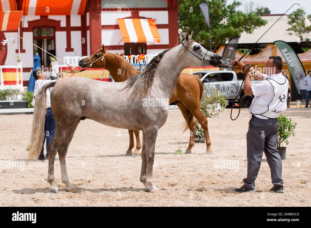 Beautiful grey stallion standing in arabian national horse show in ...