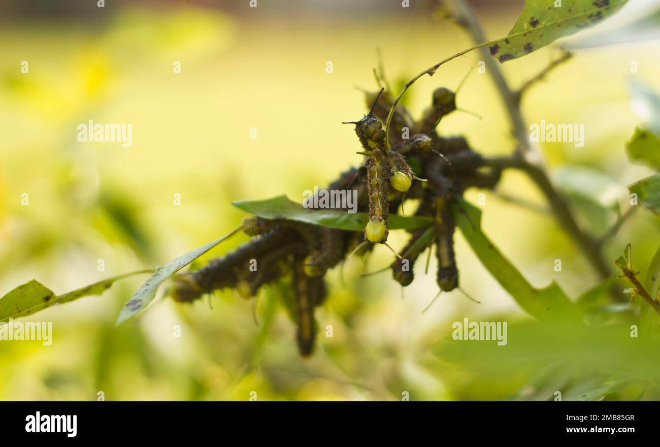 Caterpillars in Spring Stock Photo - Alamy