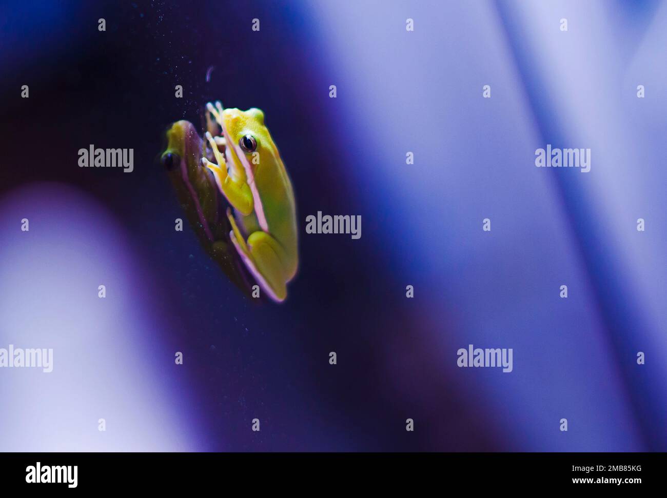 Frog on the window hi-res stock photography and images - Alamy