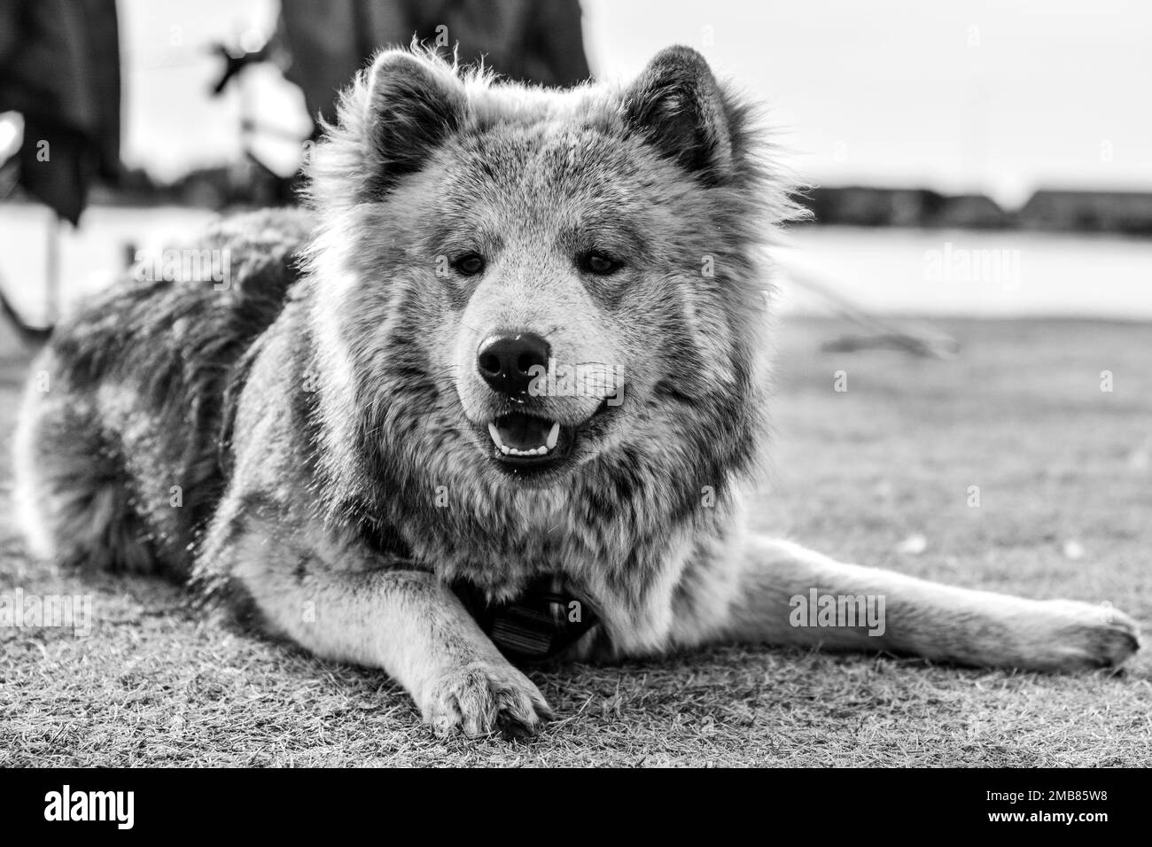 A black and white beautiful portrait of a fluffy dog with opened mouth ...