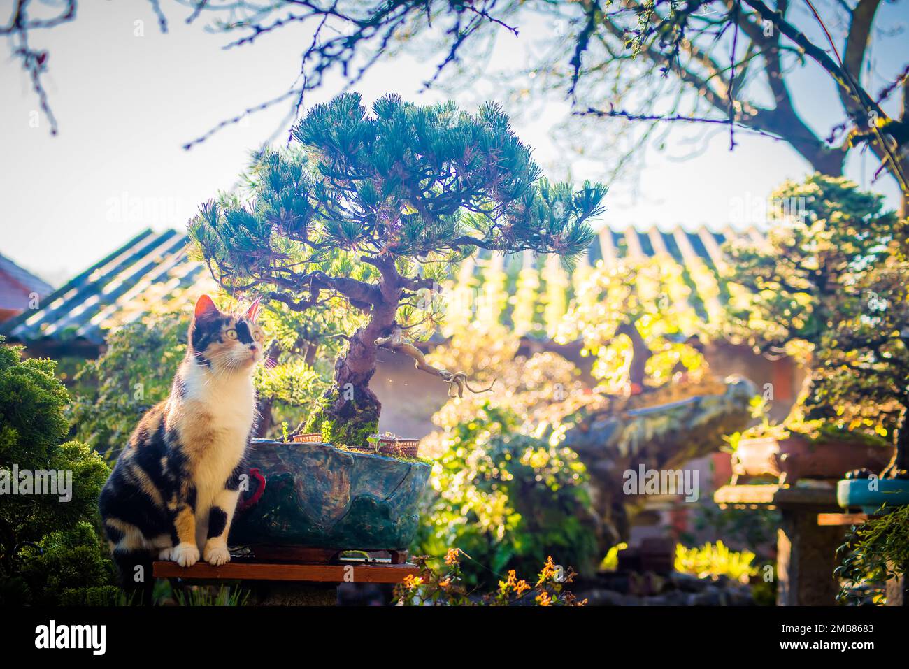 Japanese garden, female multicolored cute cat sitting next to a bonsai ...