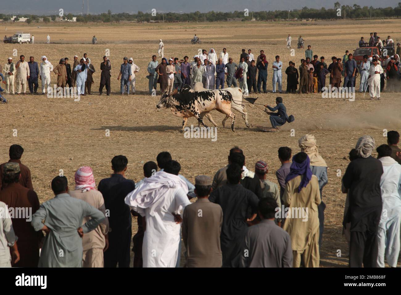 A Pakistani man controls two oxen during a race on the outskirts of ...