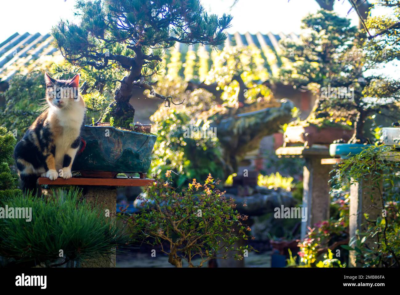 Japanese garden, female multicolored cute cat sitting next to a bonsai ...
