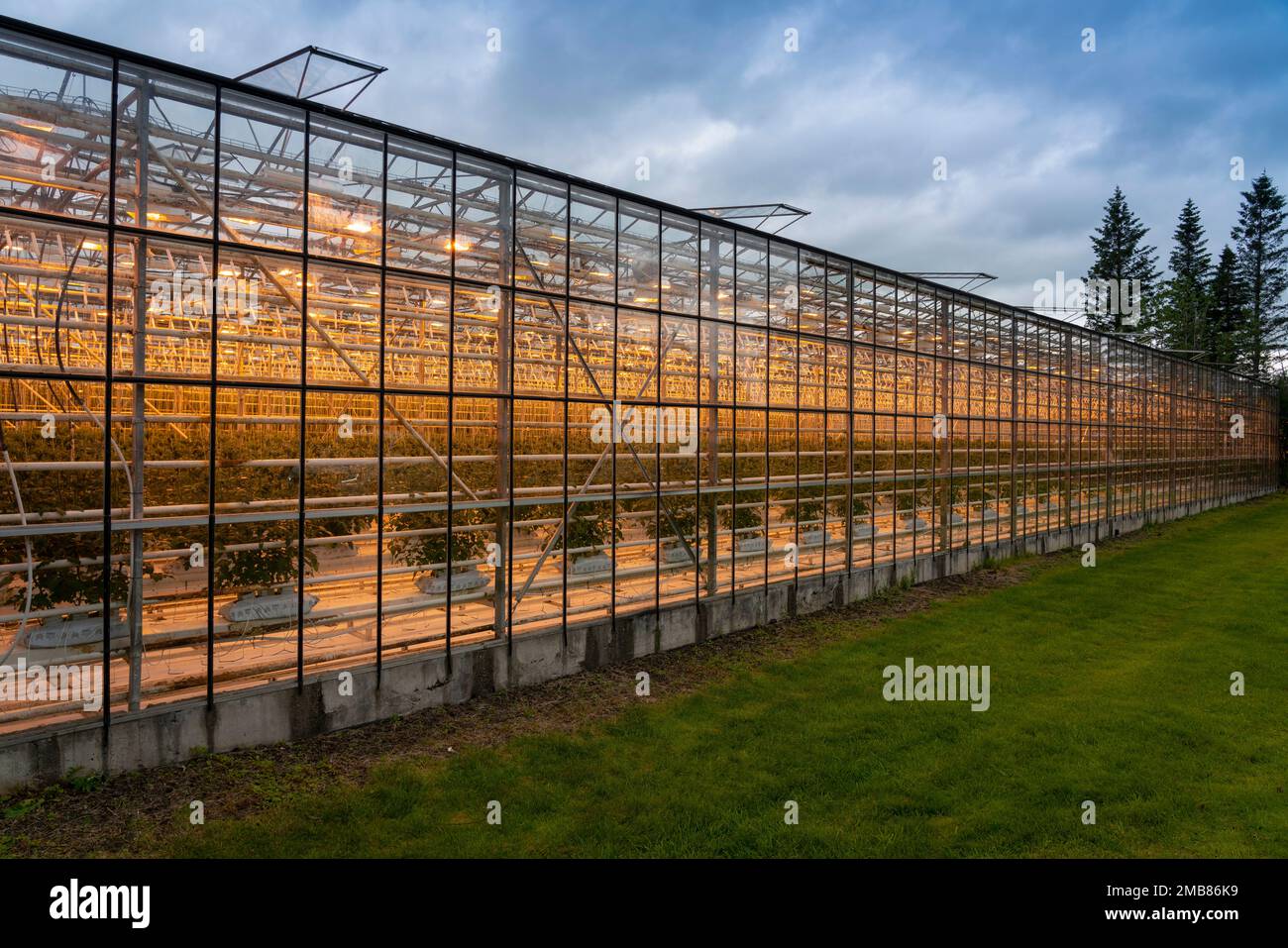 Hydroponic tomato farm power by thermal energy in Iceland Stock Photo ...