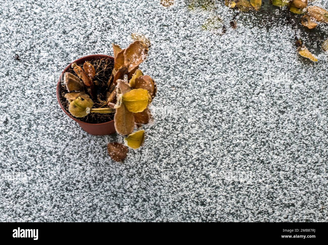 Dead cactus hi-res stock photography and images - Alamy