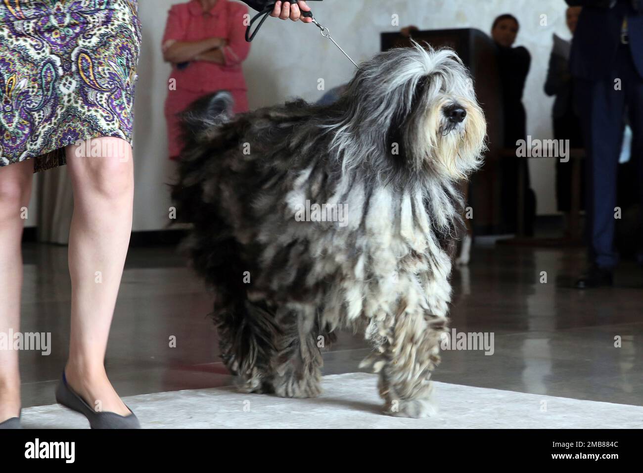 A Bergamasco sheepdog appears at a Westminster Kennel Club dog show ...