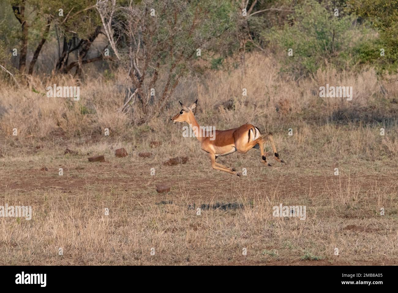 solitary female Impala leaping with all four feet off the ground whilst ...