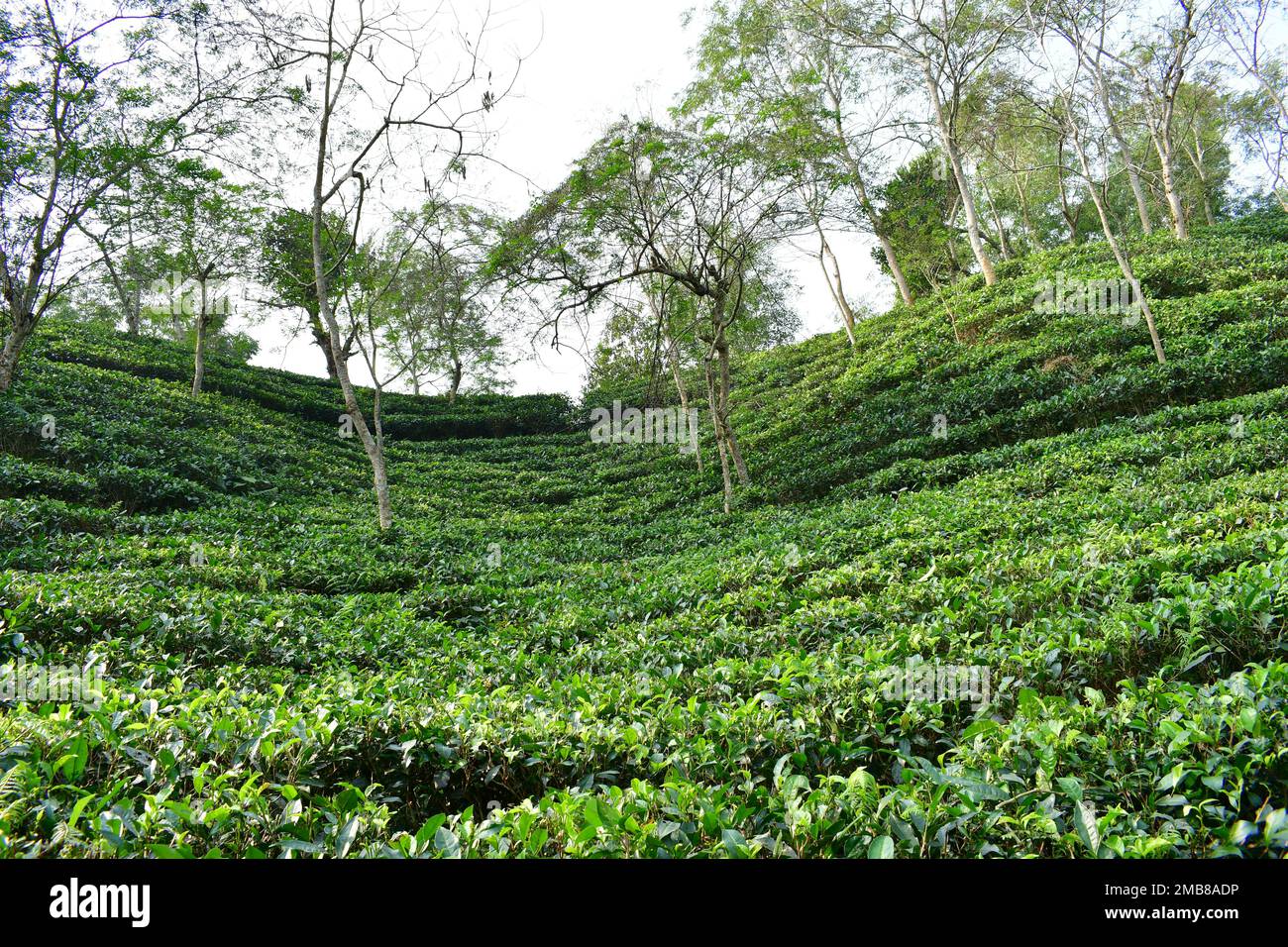 Beautiful tea garden in Bangladesh with lush green plantation on ...